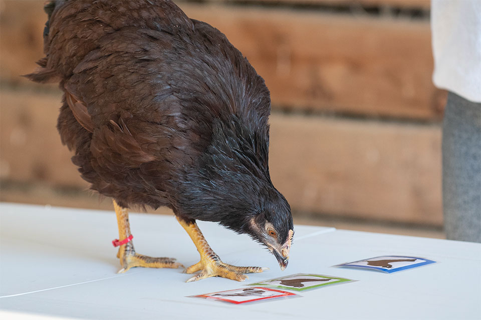 Behavior analysis graduate students learn to train chickens | Salve ...